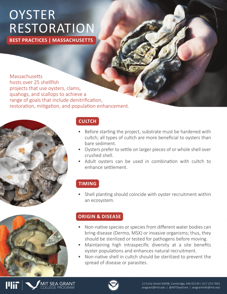 Shellfish Restoration - MIT Sea Grant