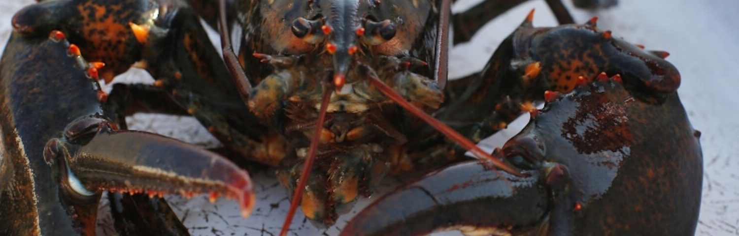 MIT Sea Grant – Where ocean science meets cutting edge technology