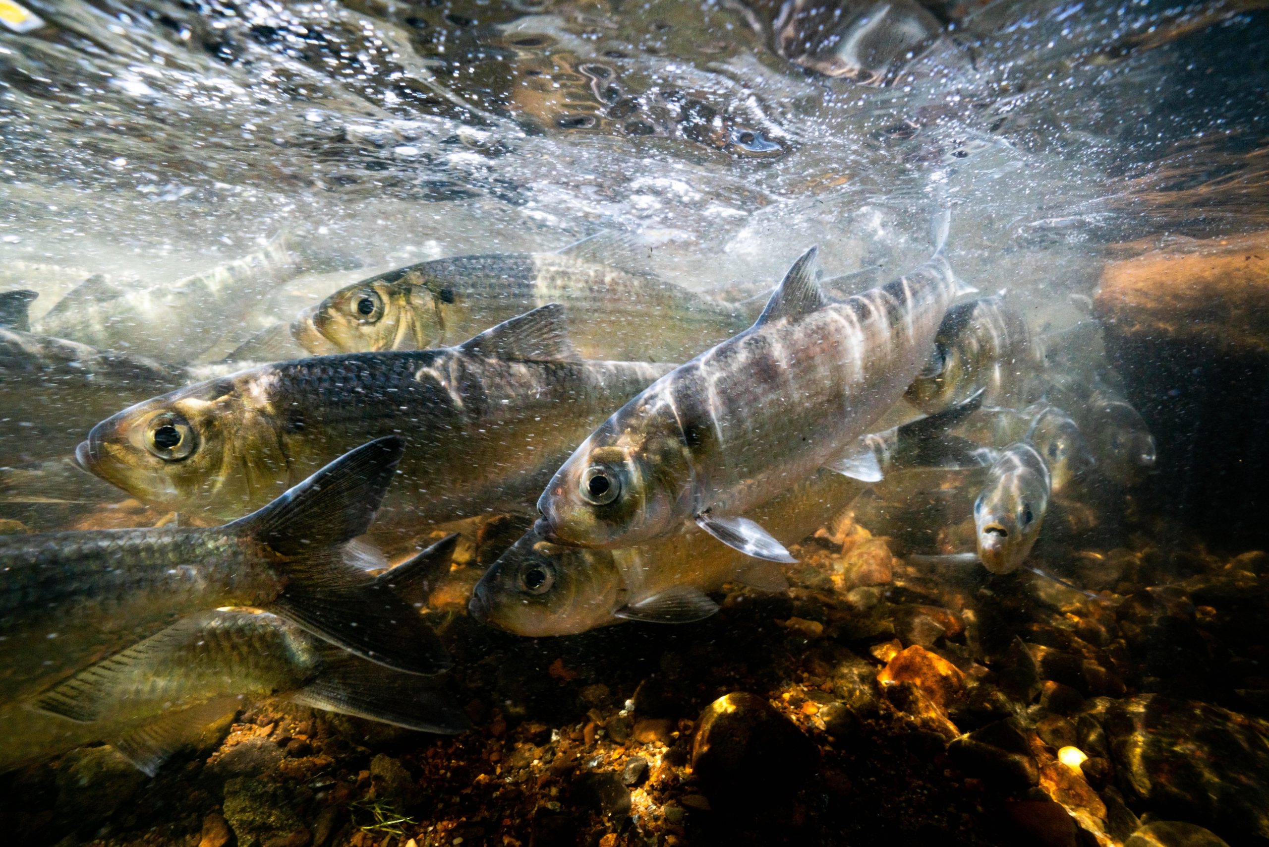 River Herring Machine Learning Monitoring Systems - MIT Sea Grant