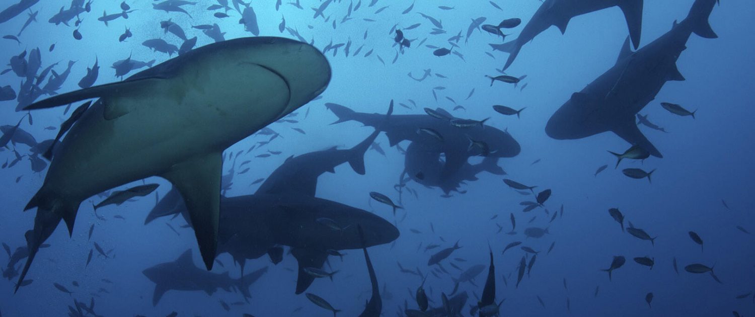 MIT Sea Grant – Where ocean science meets cutting edge technology